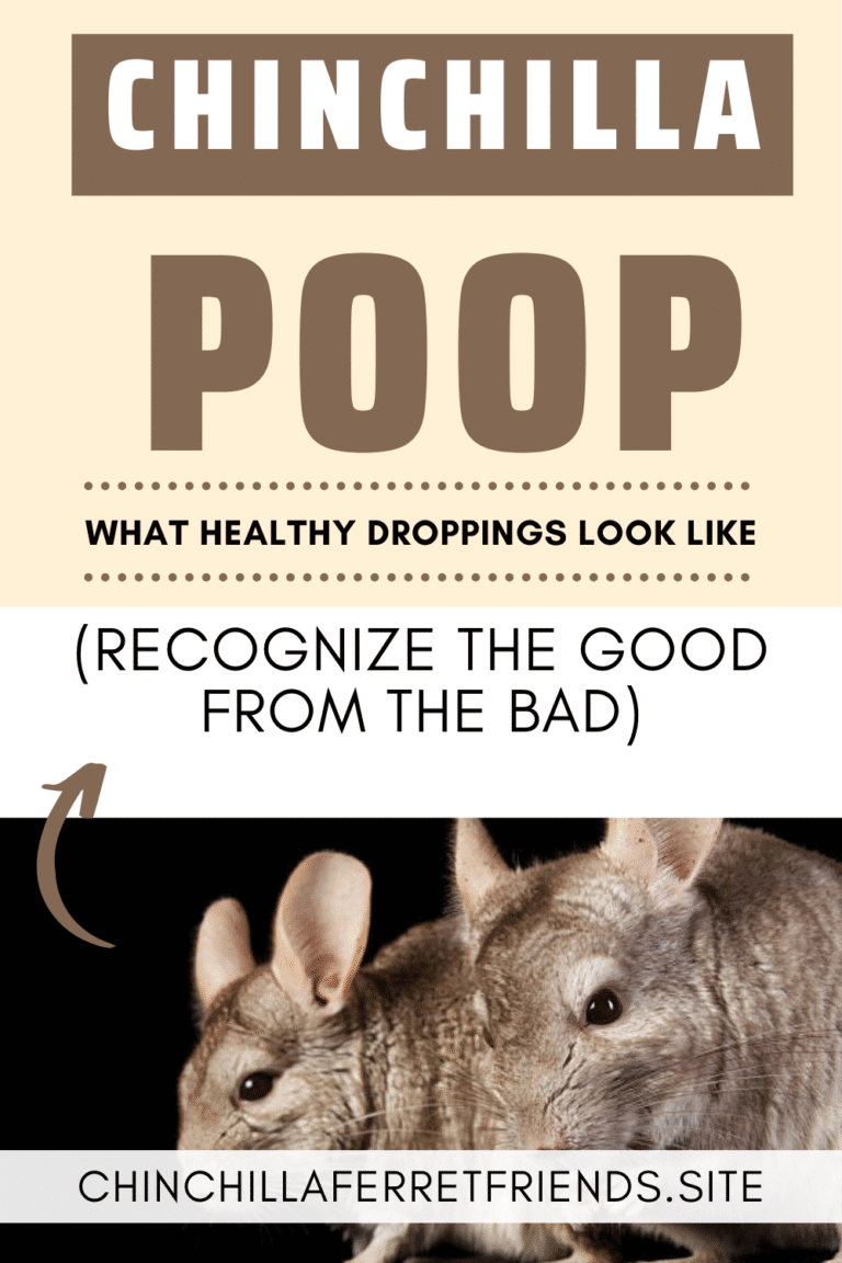 Chinchilla Poop: What Healthy Droppings Look Like